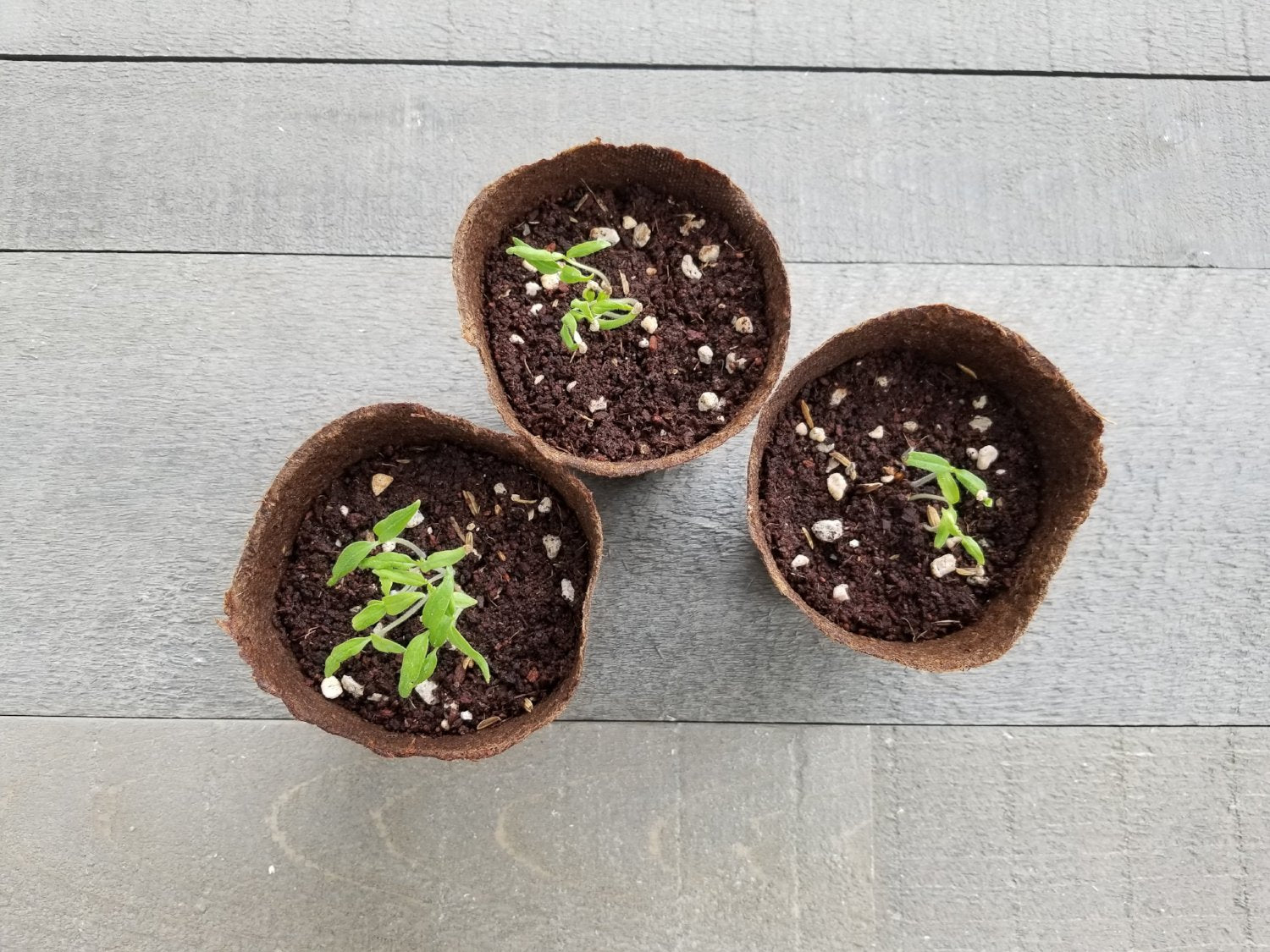 Go green with Daniel's Plants biodegradable pots