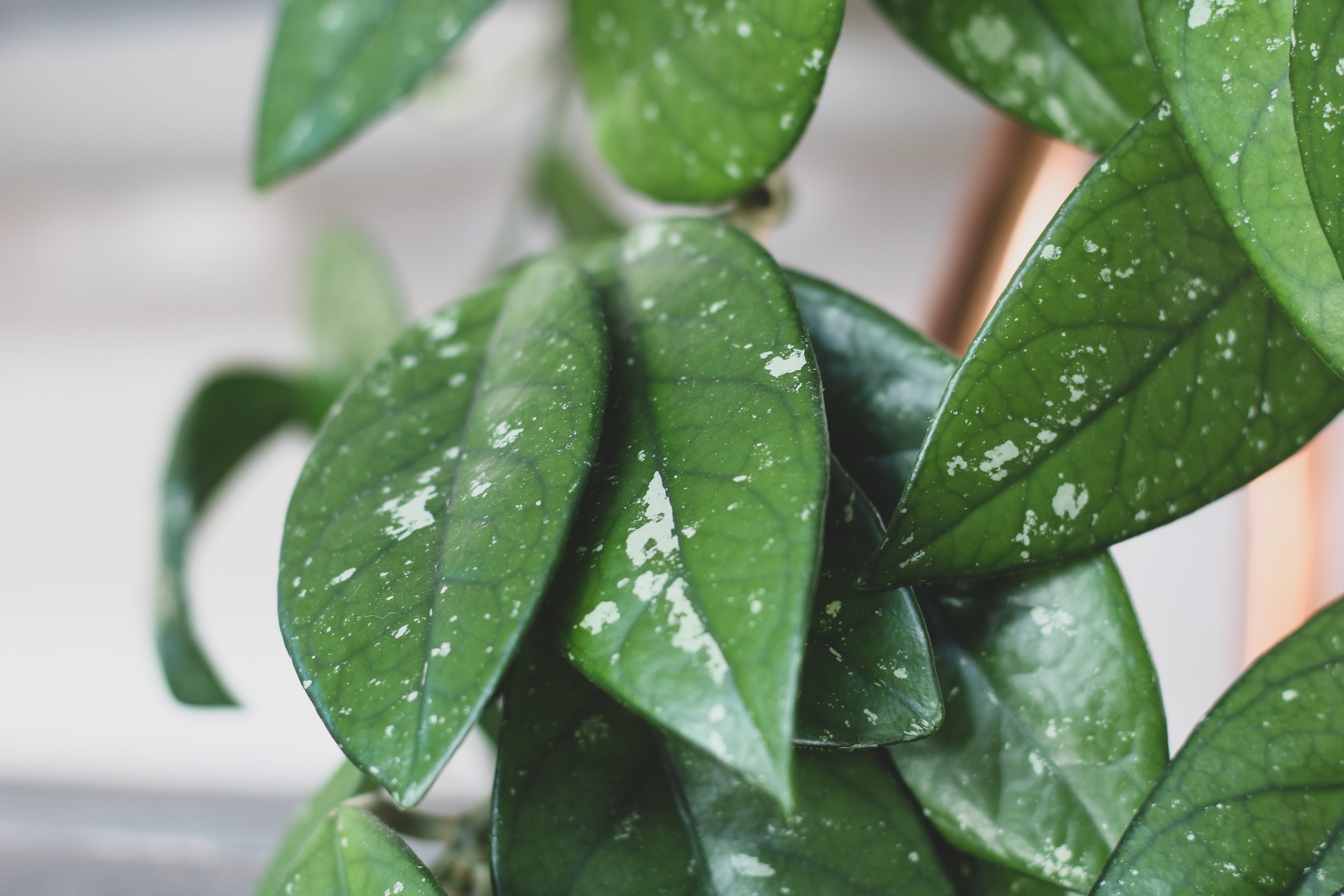 Go green with Daniel's Plants biodegradable pots