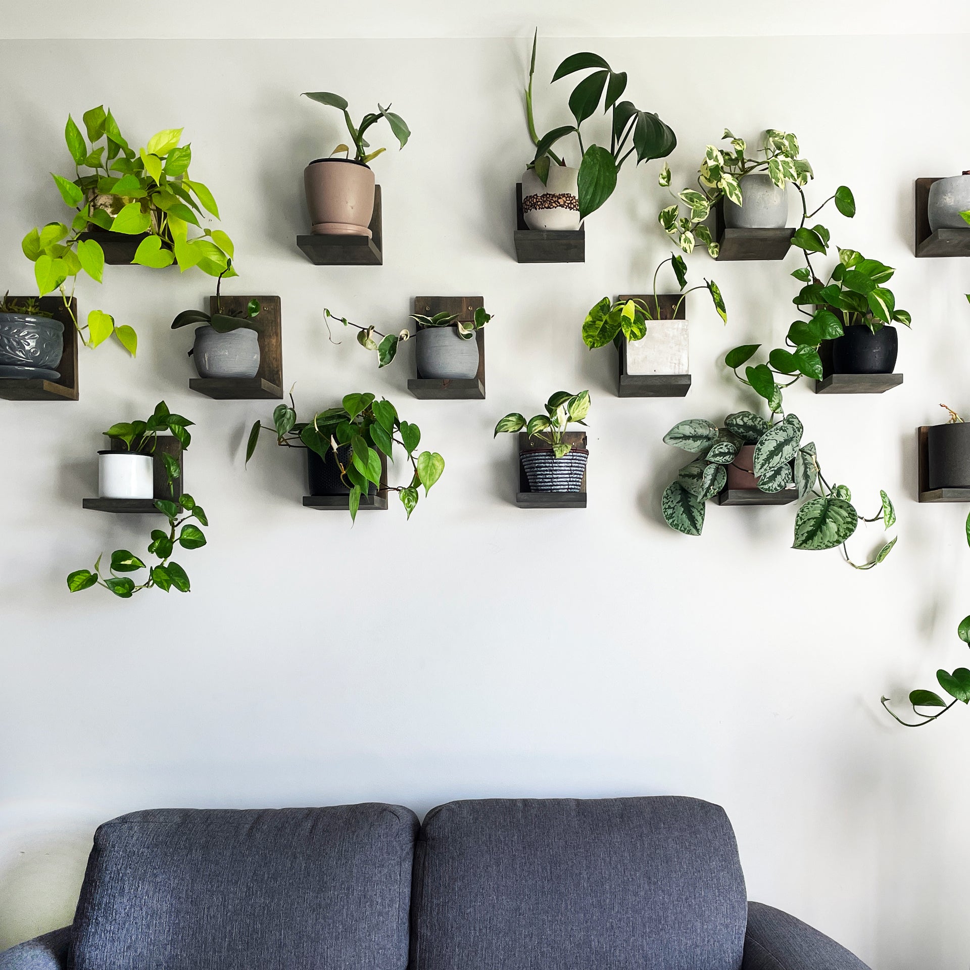 Go green with Daniel's Plants biodegradable pots