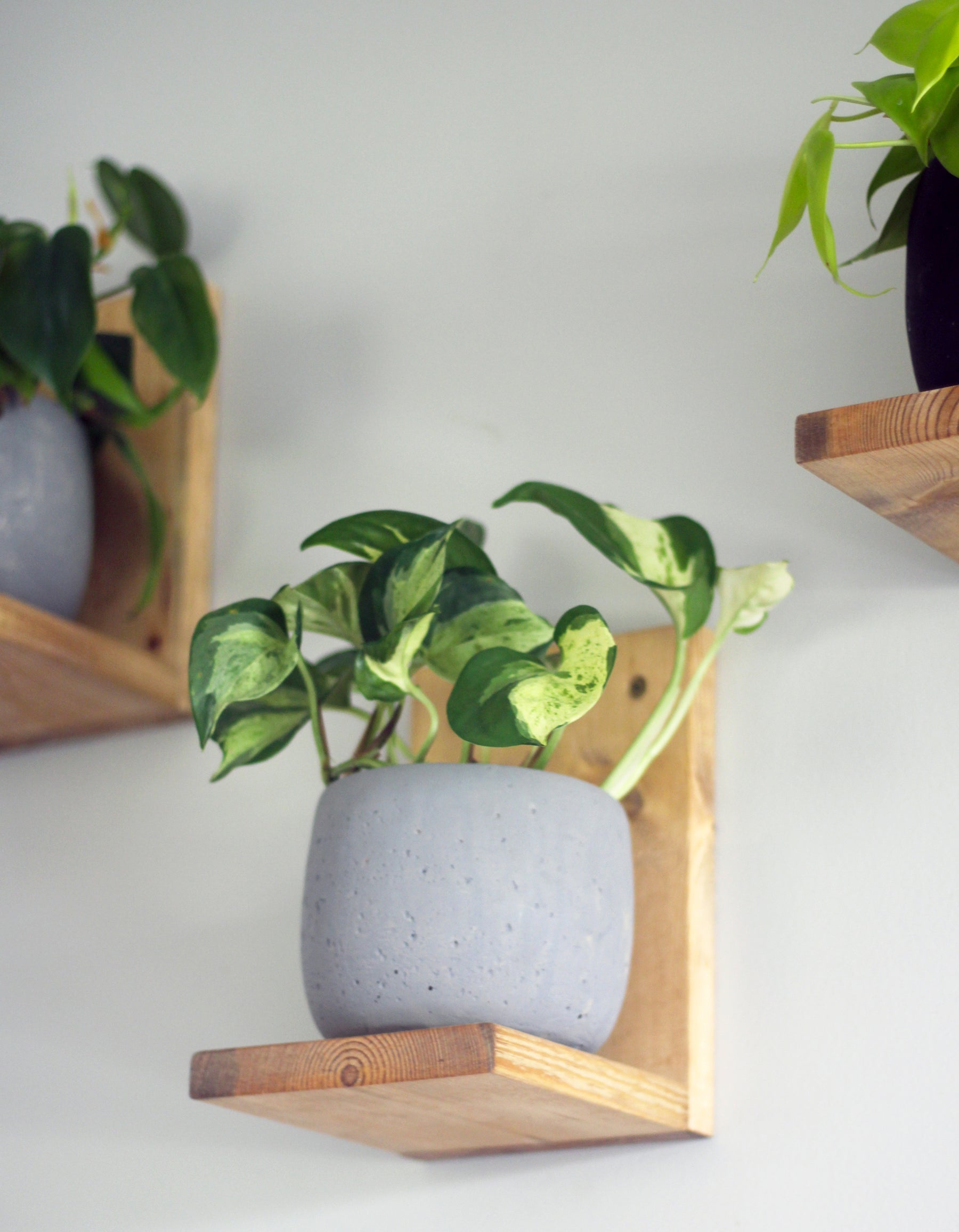 Products– Daniel's Plants