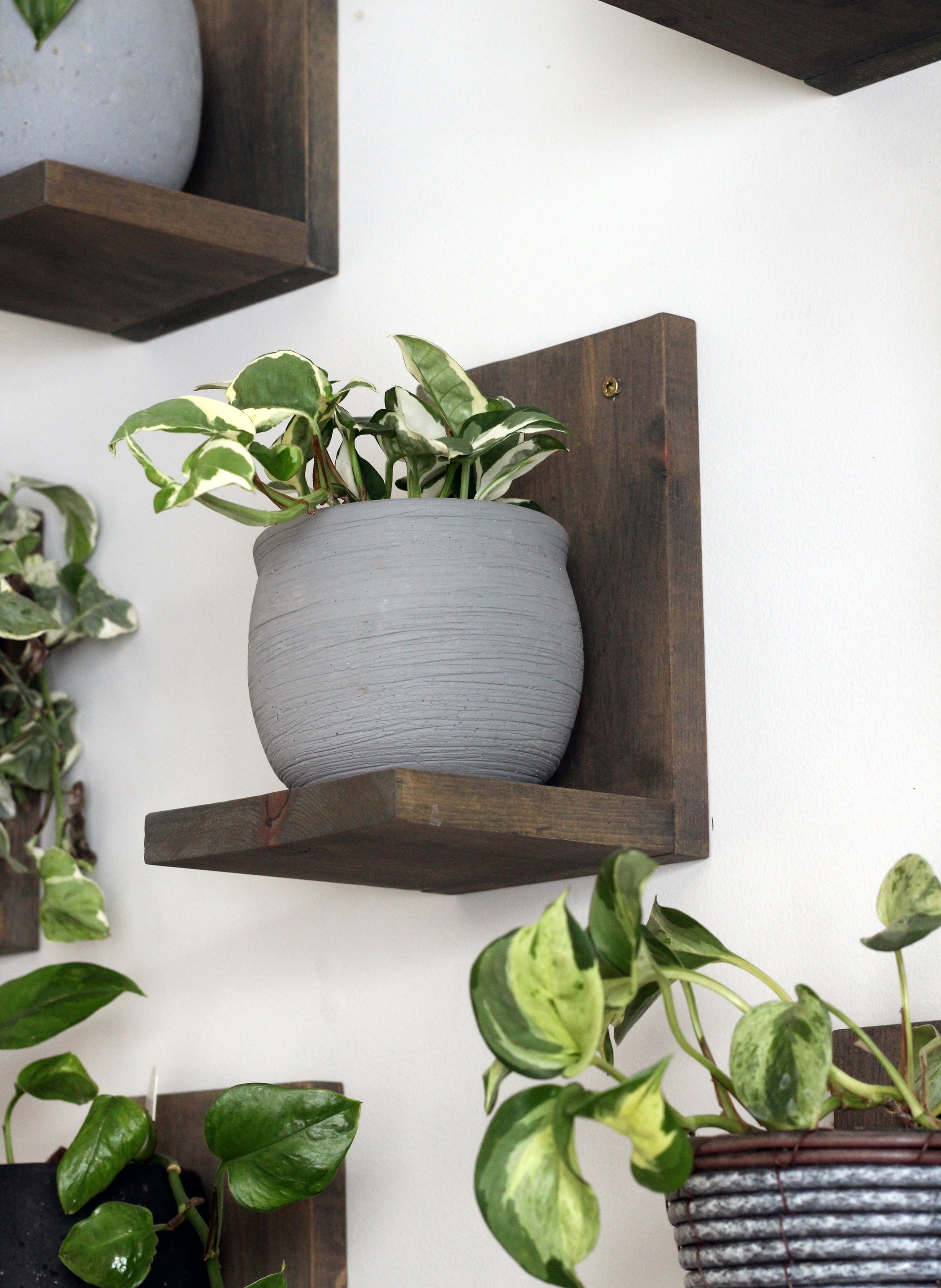 Go green with Daniel's Plants biodegradable pots